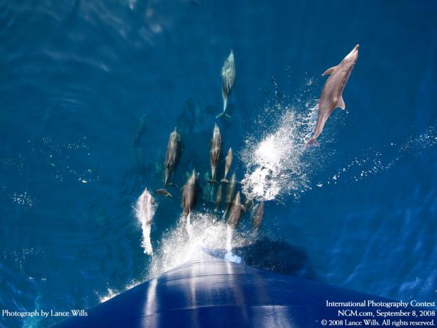 Baby dolphins dying along oil-soaked US Gulf Coast Baby dolphins dying along oil-soaked US Gulf Coast